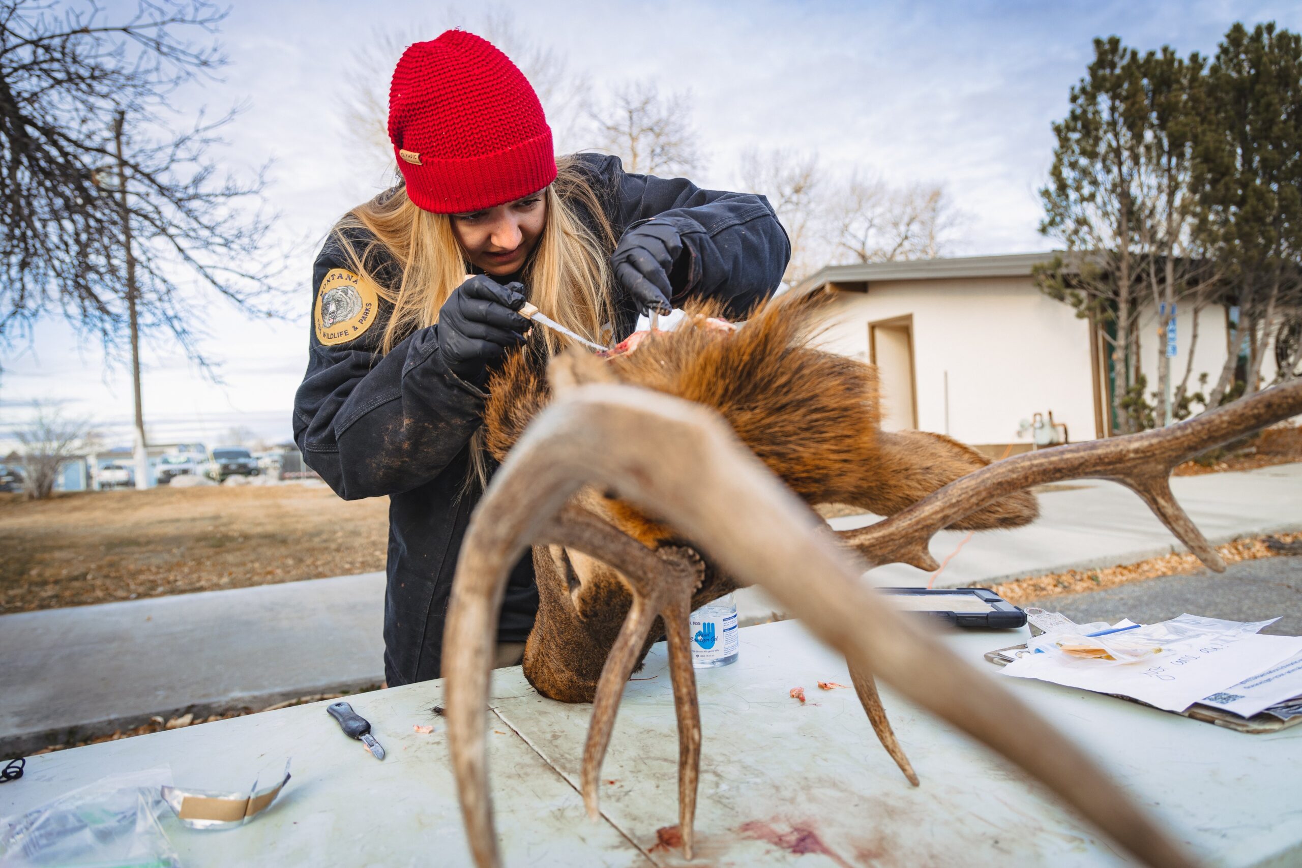 Montana Hunters Help Collect Most CWD Samples Since Testing Began ...