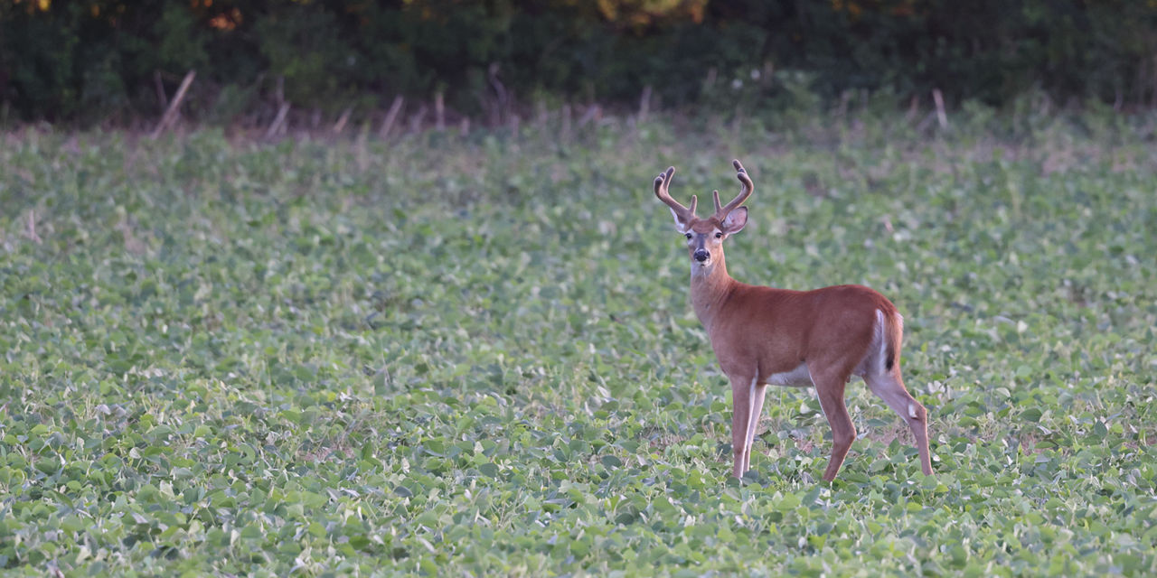 CWD Detected in New Area of Pennsylvania | RMEF Media | Rocky Mountain ...