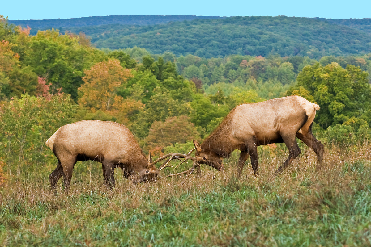 Conservation Partners Welcome New DOI Secretary, Plug Priorities | RMEF ...