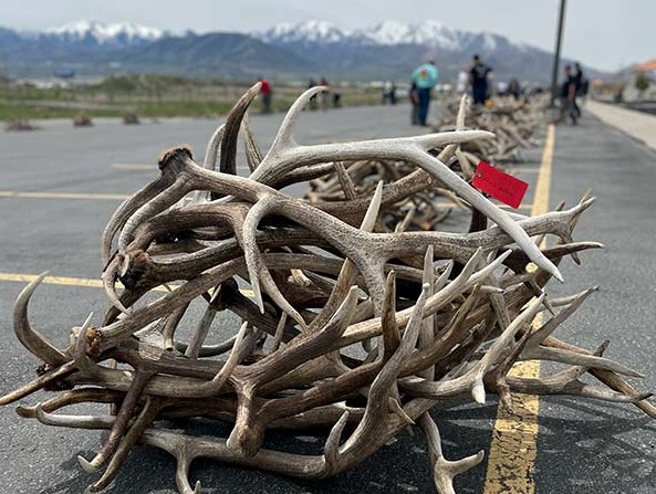 Auction of Illegally Killed Utah Wildlife to Generate Money for ...