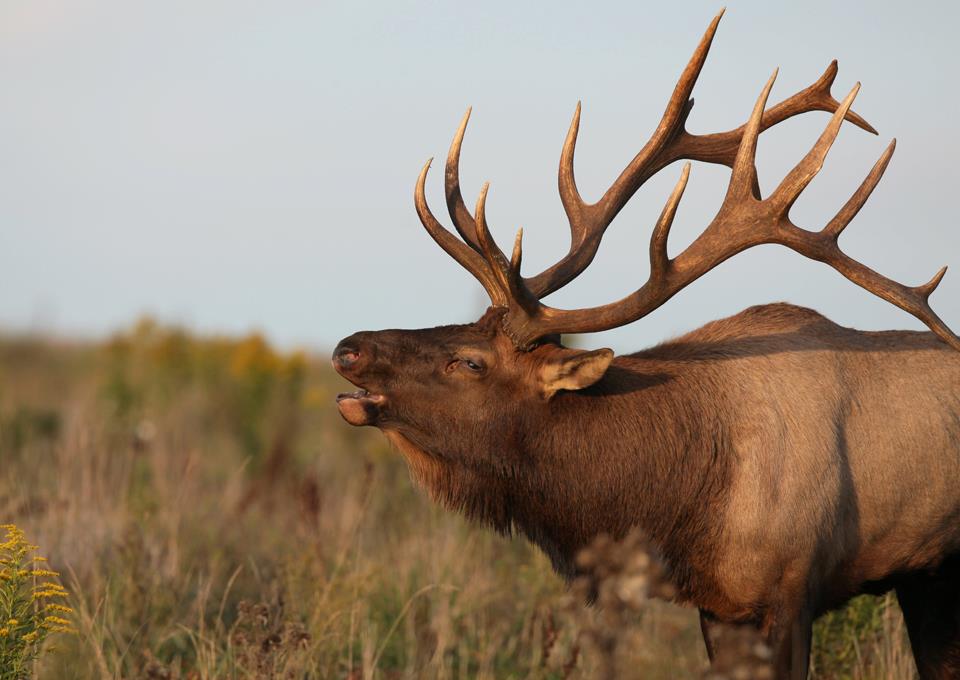 Changes Coming to Pennsylvania’s Elk License Application Process | RMEF ...