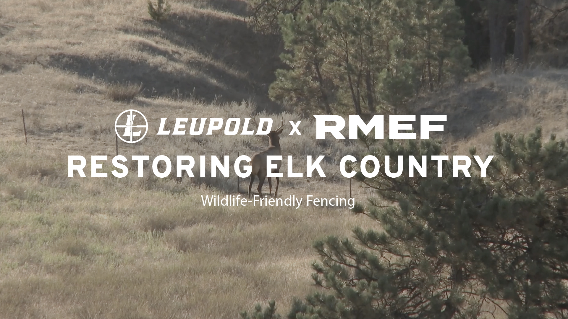 Restoring Elk Country - Wildlife-Friendly Fencing | RMEF Media | Rocky ...