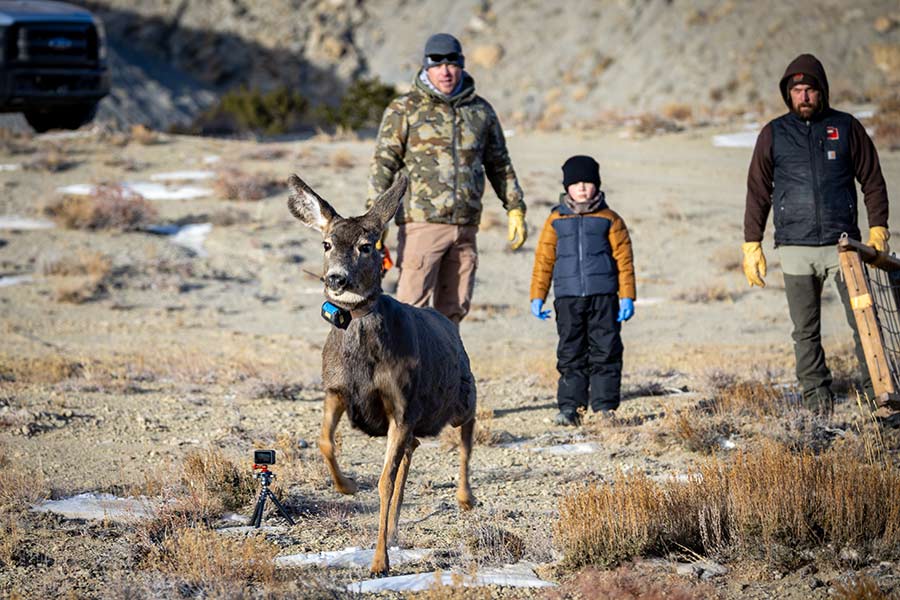 Utah Tracks Nearly 2,000 Big Game Animals to Monitor Survival ...