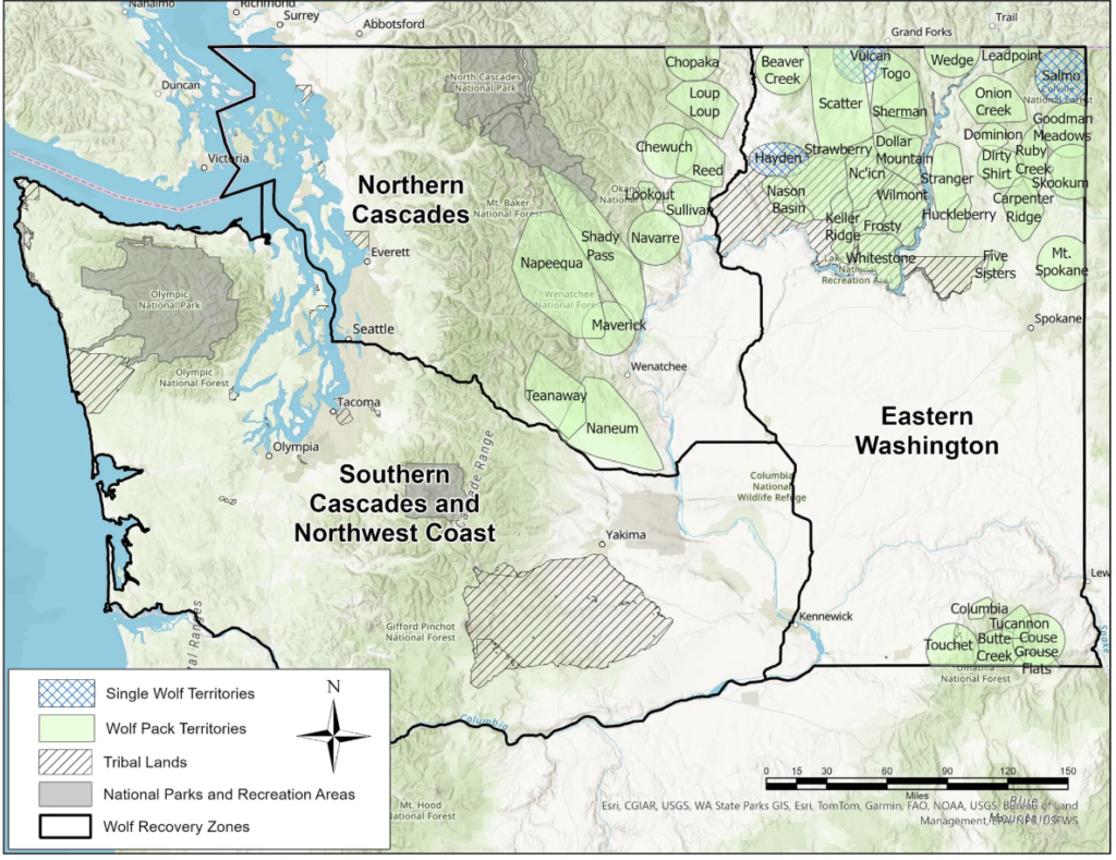 Annual Survey Shows Increase in Number of Washington Wolf Packs | RMEF ...