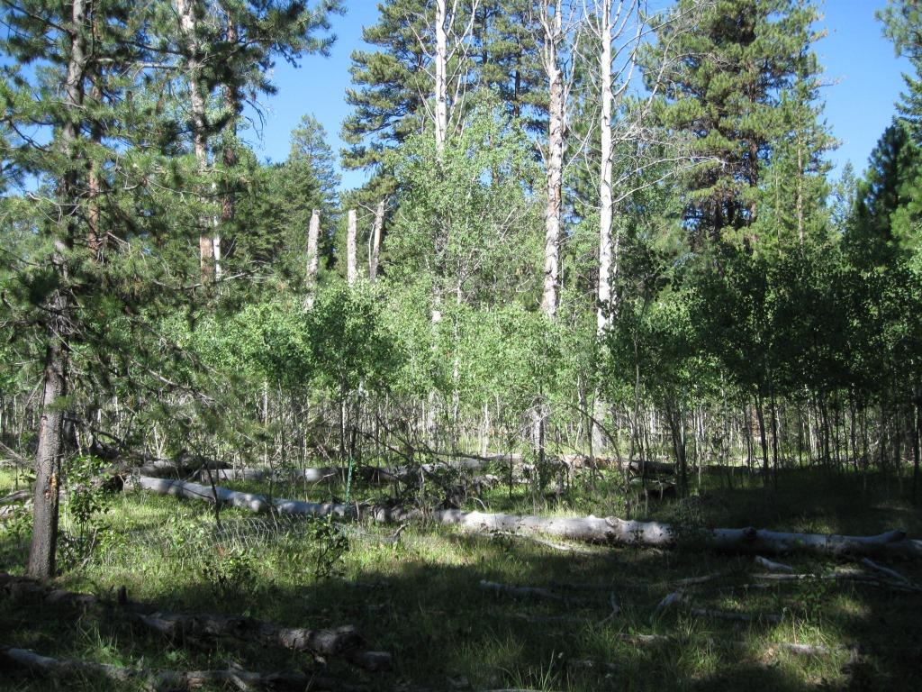 Malheur National Forest to Begin Invasive Plant Treatments | RMEF Media ...