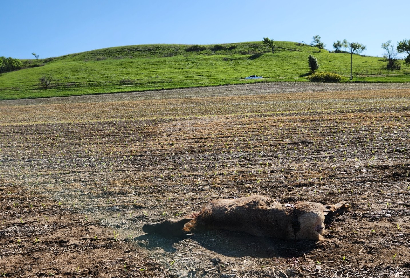 Help Needed to Solve Northeast Kansas Elk Poaching Case | Rocky ...