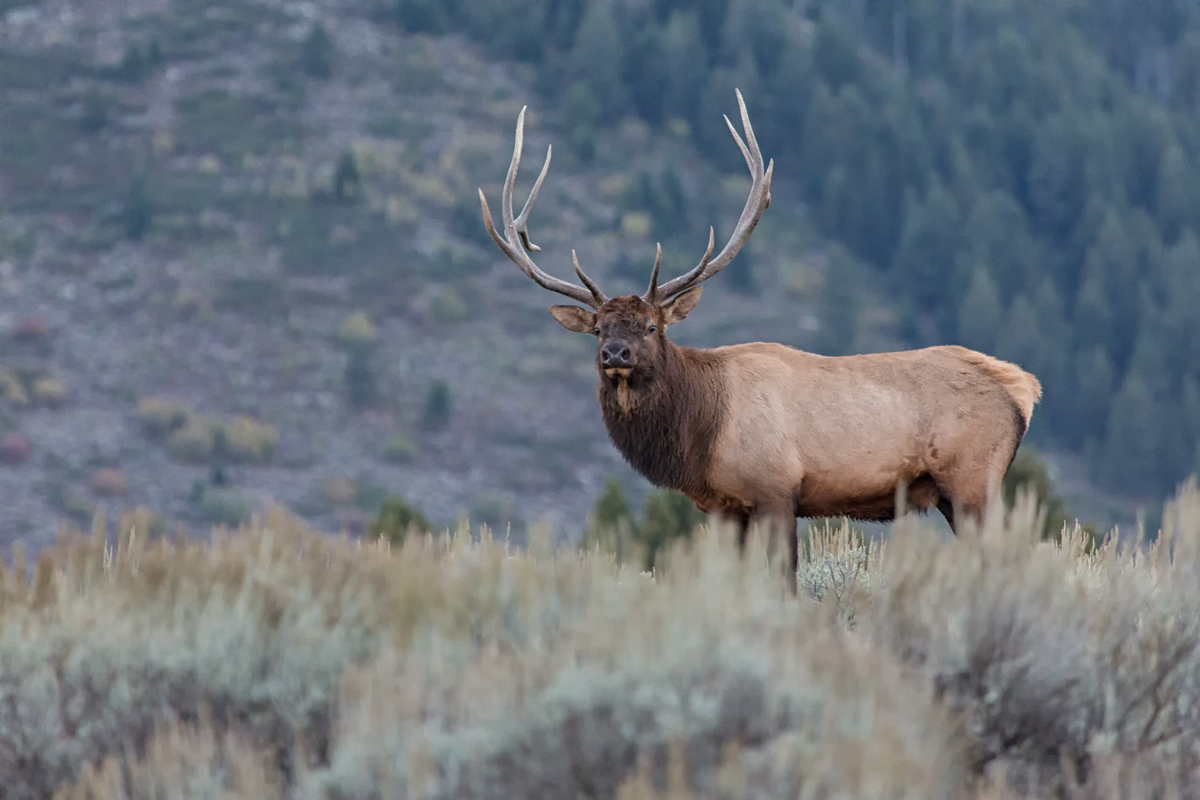 Two Convicted in Nevada Elk Poaching Case | RMEF Media | Rocky Mountain ...