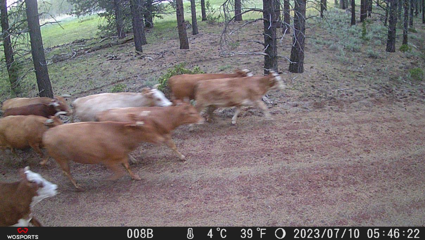 Study: One Wolf Can Cause $162,000 in Losses for Cattle Ranchers | RMEF ...