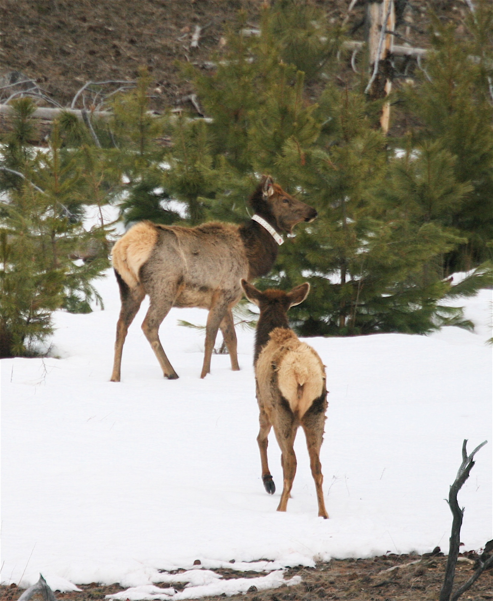 Elk Calves, Mule Deer Fawns Faring Well in Idaho | RMEF Media | Rocky ...
