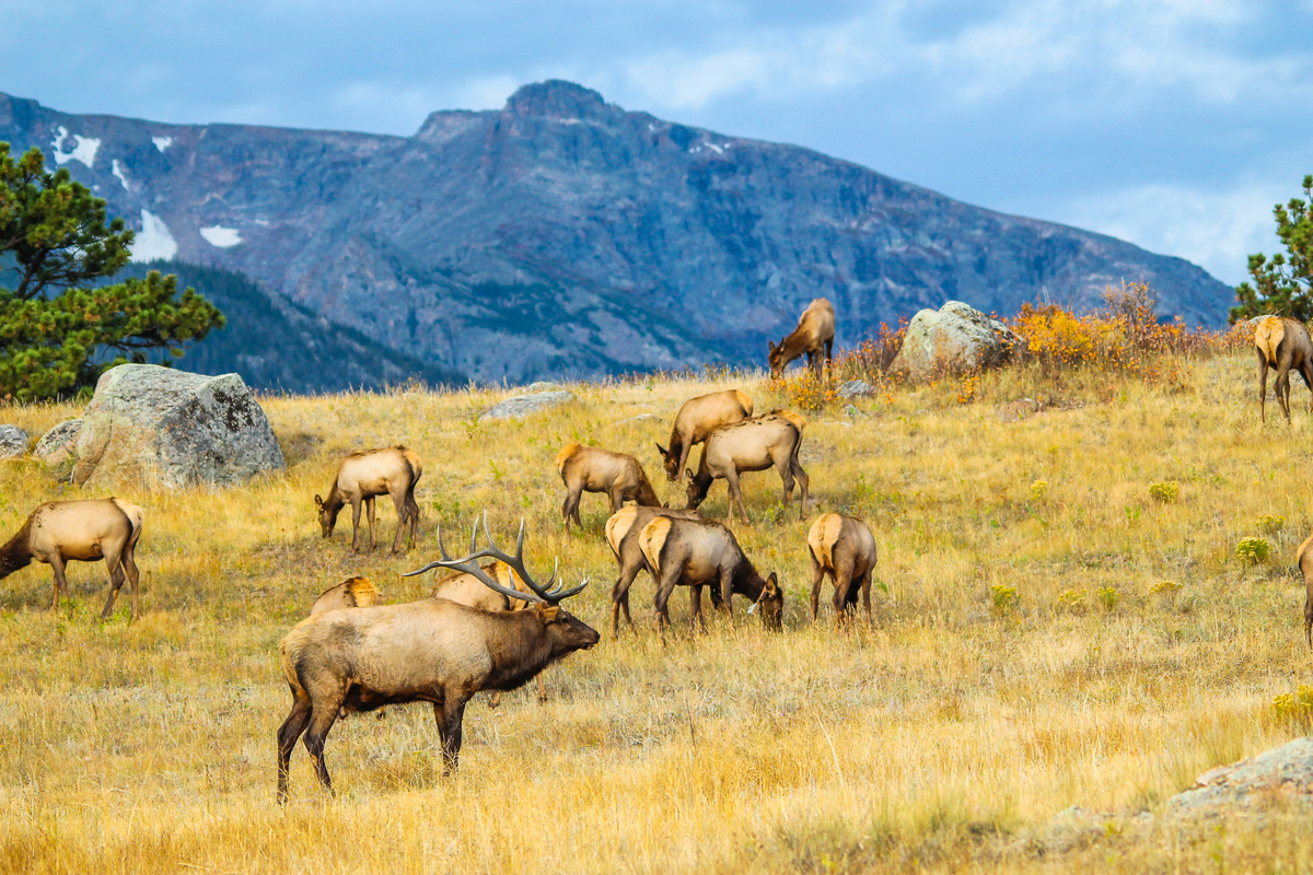 What RMEF Has Done for You Lately | RMEF Media | Rocky Mountain Elk ...
