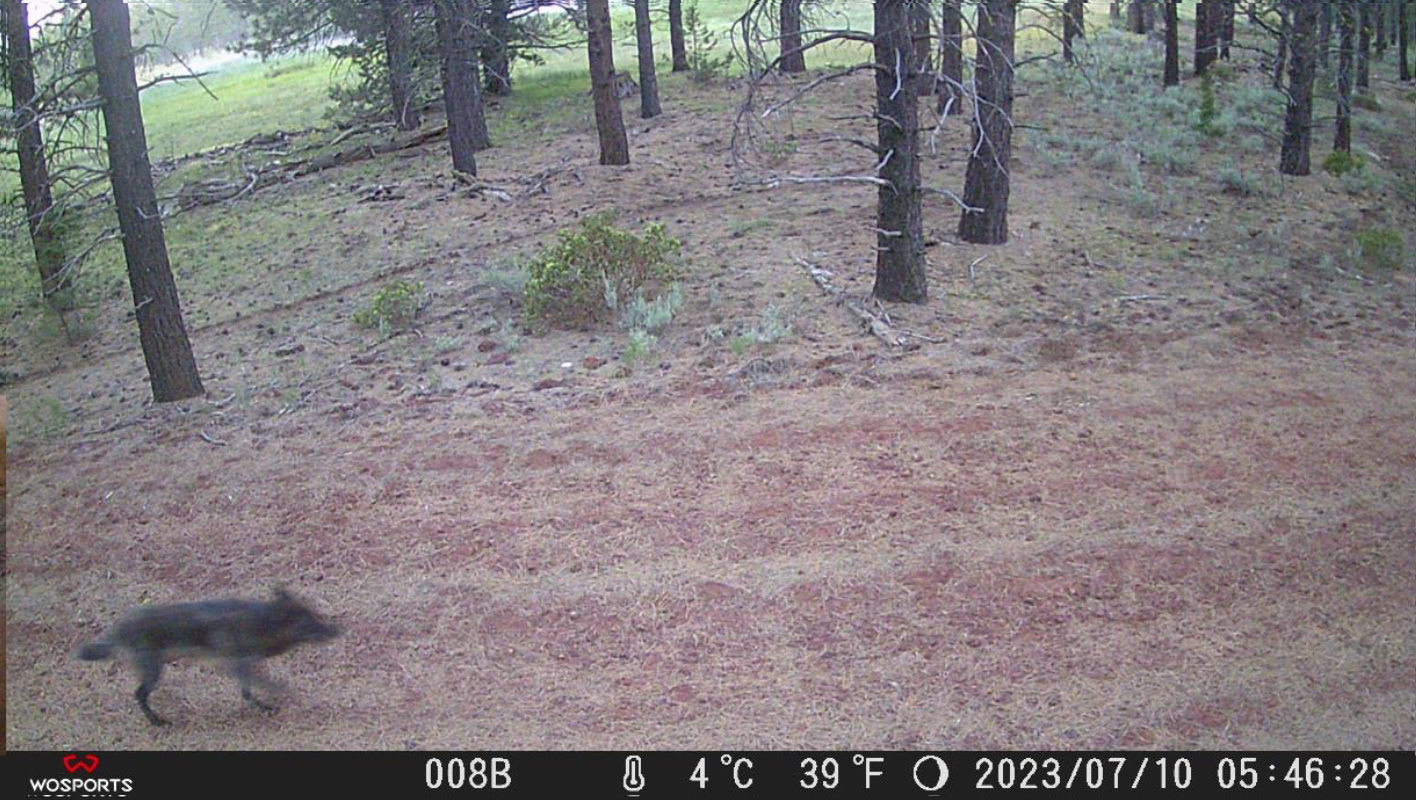 Study: One Wolf Can Cause $162,000 in Losses for Cattle Ranchers | RMEF ...