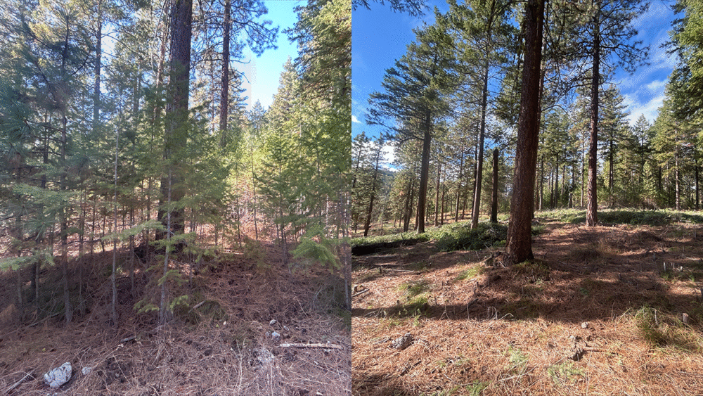This is What ‘Forest Thinning’ Looks Like | RMEF Media | Rocky Mountain ...