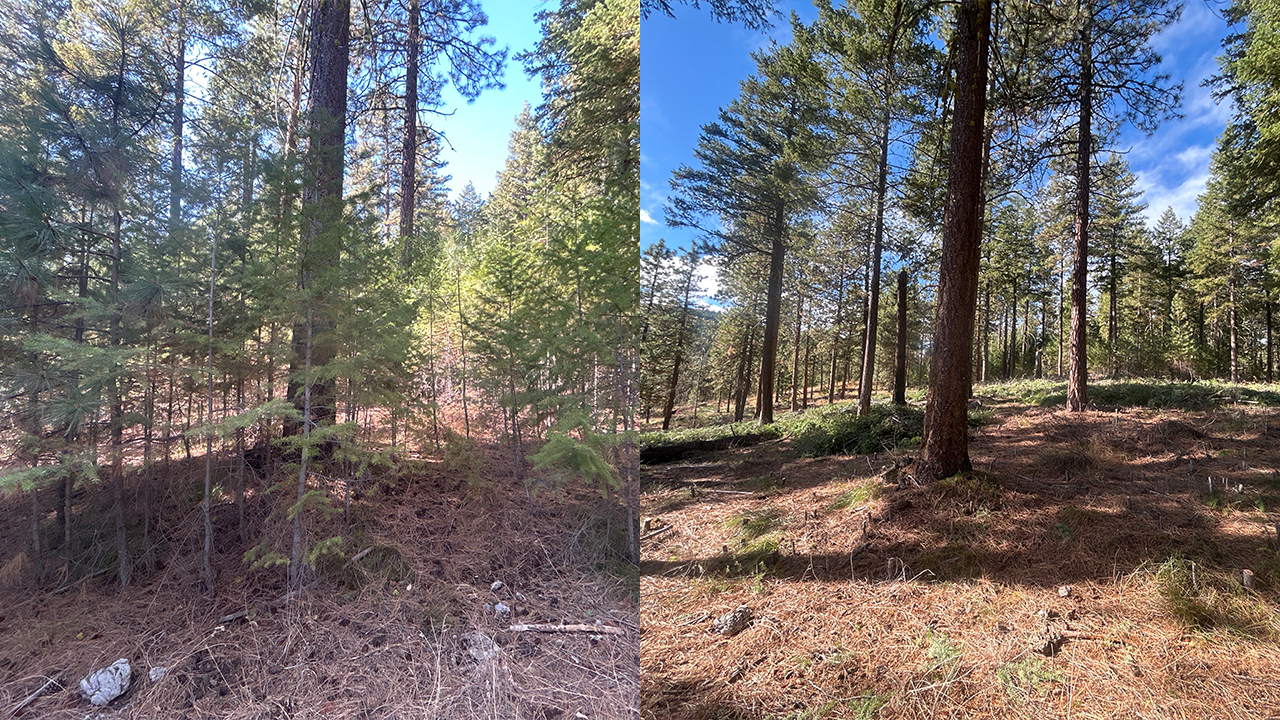 This is What ‘Forest Thinning’ Looks Like | RMEF Media | Rocky Mountain ...