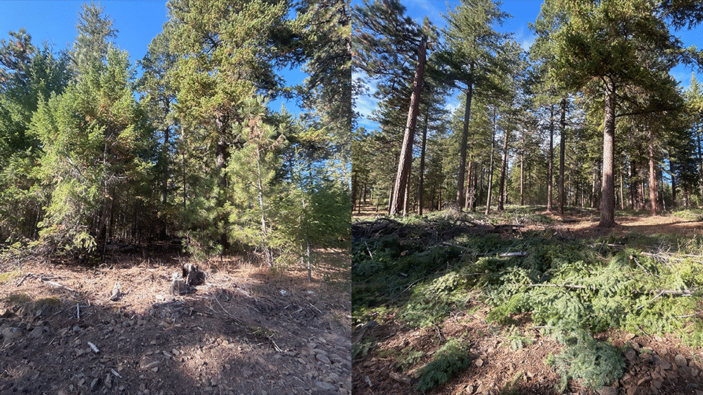 This is What ‘Forest Thinning’ Looks Like | RMEF Media | Rocky Mountain ...