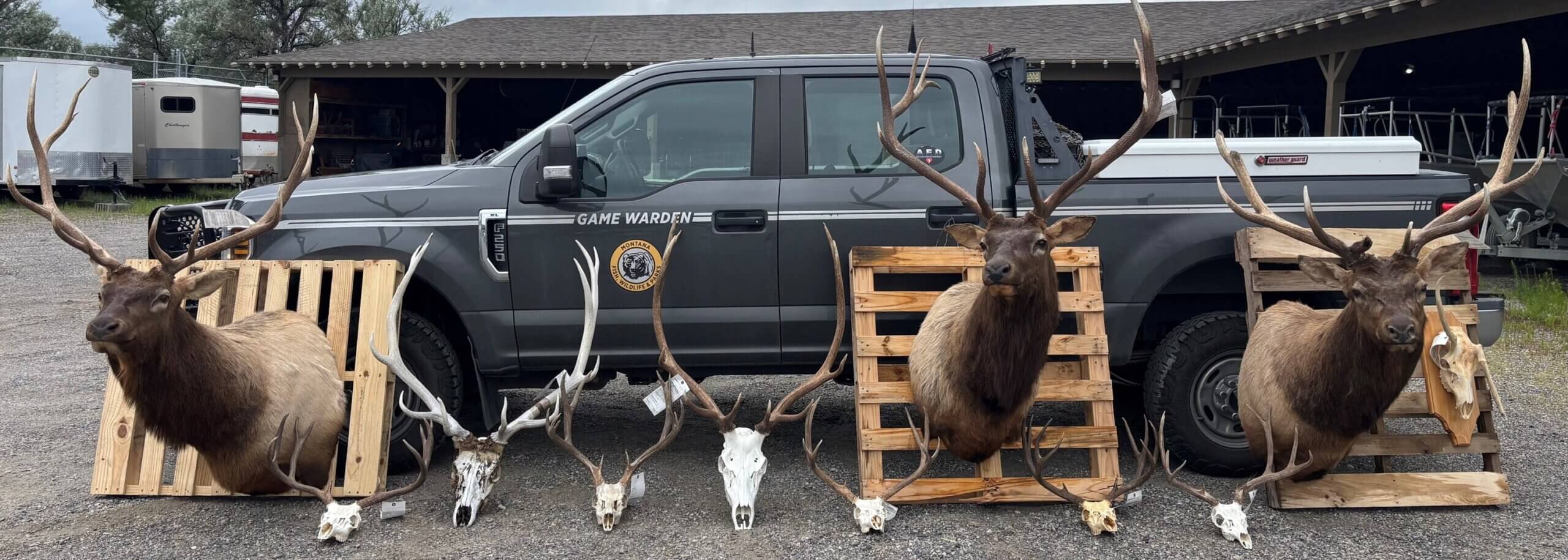 Six Suspects Charged in Montana Elk, Deer Poaching Case | RMEF Media ...