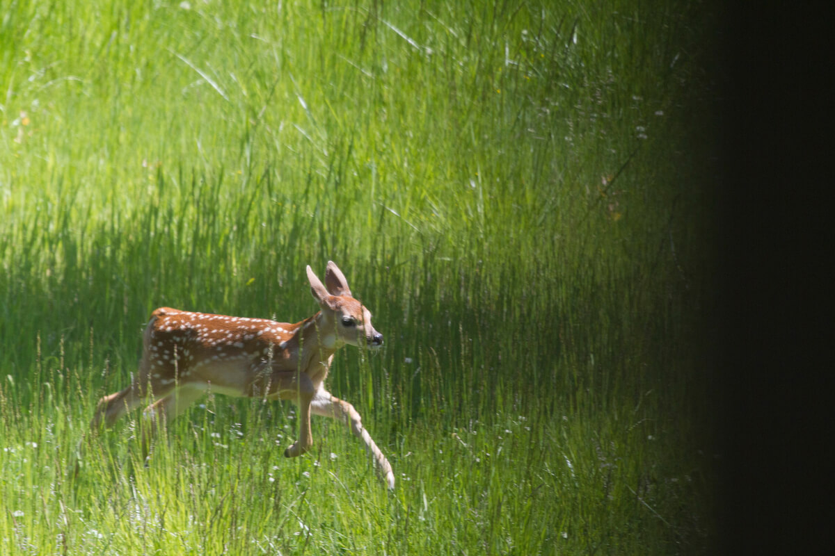 Researchers Discover New CWD Transmission Mode | RMEF Media | Rocky ...