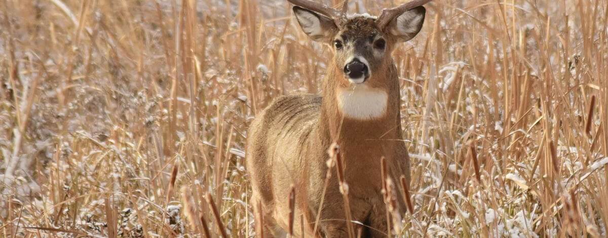 Nonresident Hunters Can Apply for 2026 Idaho Elk, Deer Tags in December ...