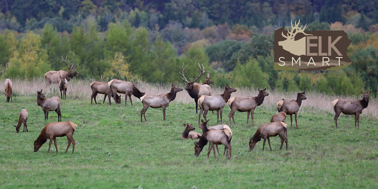 Pennsylvania Fires Up Its Elk Cam | RMEF Media | Rocky Mountain Elk ...