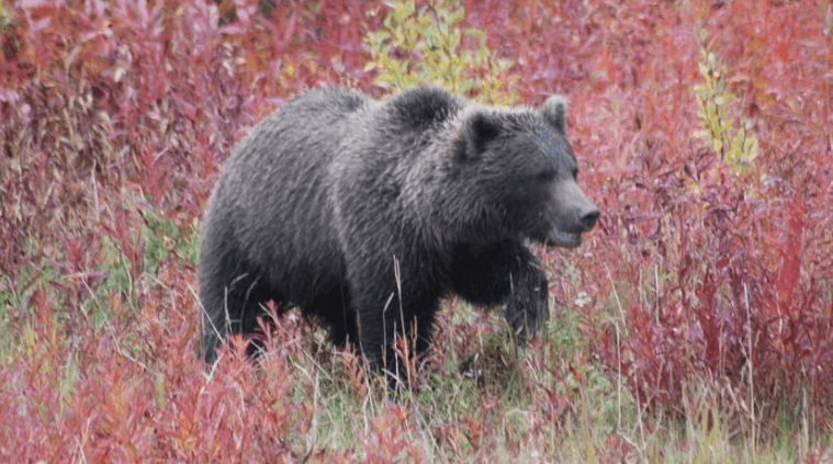 Conservation Victory: Feds to Restore Targeted, Science-based ...