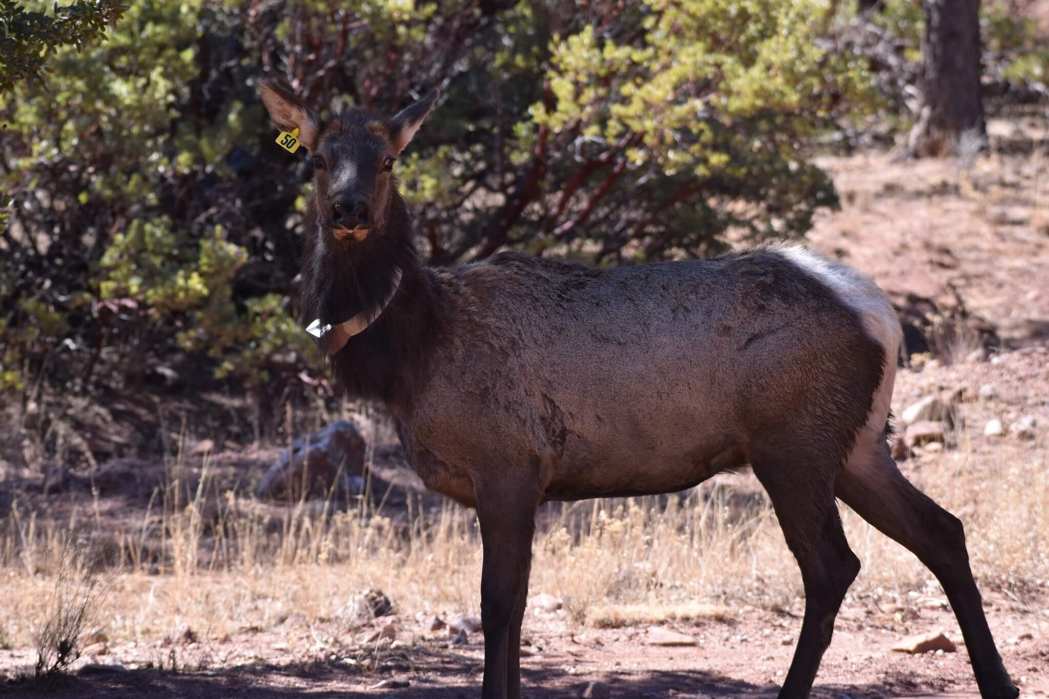 Arizona Hunters Asked to Save Tracking Collars from Big Game | RMEF ...