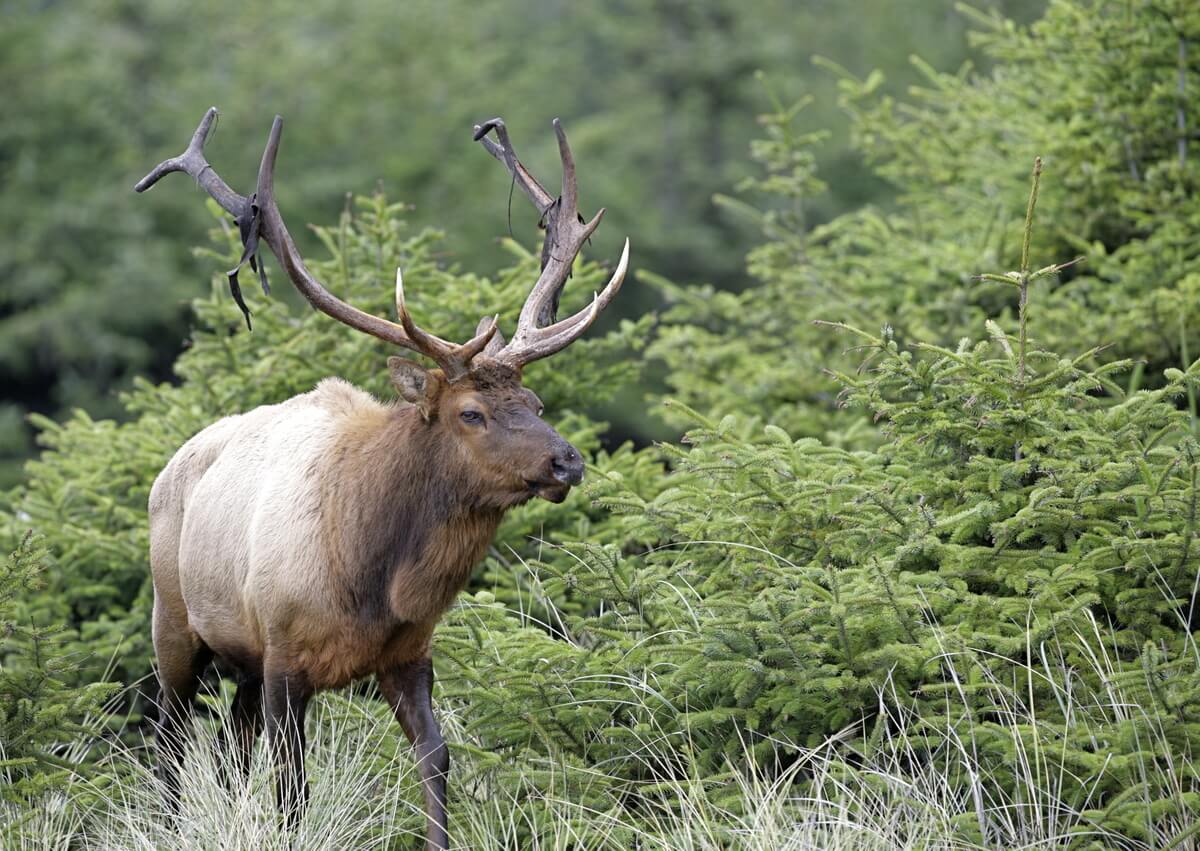 RMEF Hosts 15 State and Federal Agencies for Western Elk Summit | RMEF ...