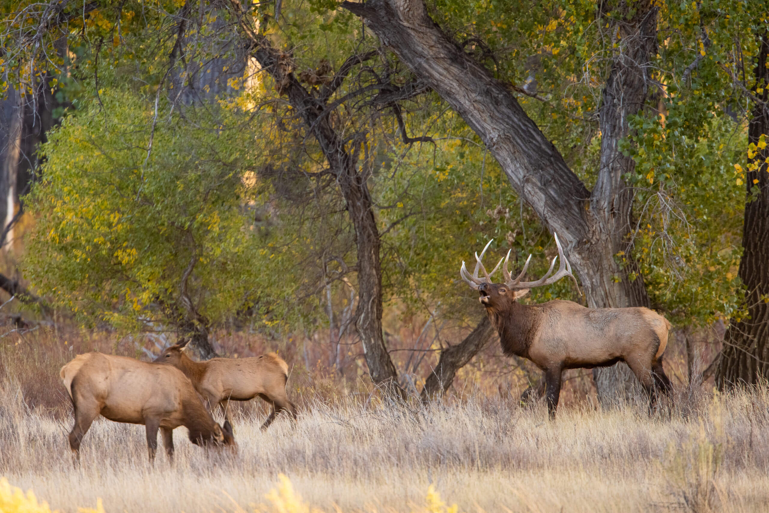 Advocacy Update – September 2025 | RMEF Media | Rocky Mountain Elk ...