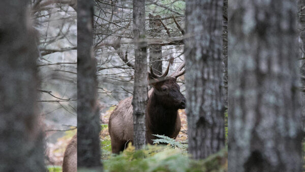 It’s Elk Viewing Season in Michigan | RMEF Media | Rocky Mountain Elk ...