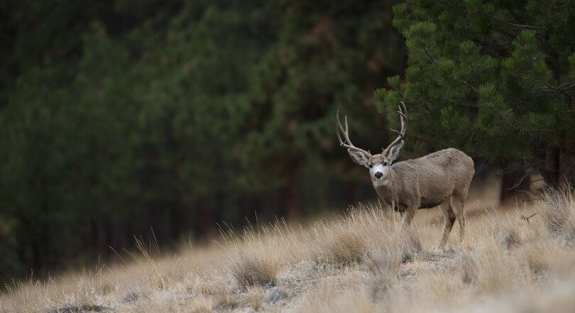 Montana Asks Hunters to Help with CWD Management | RMEF Media | Rocky ...