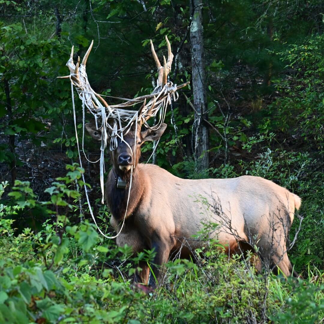 Wildlife Officers Free Tangled Bull Elk | RMEF Media | Rocky Mountain ...