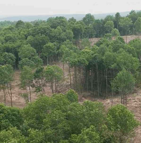 Pennsylvania Improves More Elk Habitat, Creates New Elk Viewing Area ...
