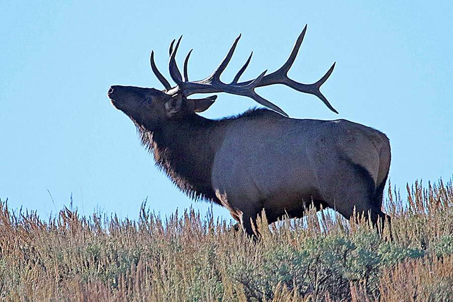 How to Help Fight Poaching in Utah | RMEF Media | Rocky Mountain Elk ...