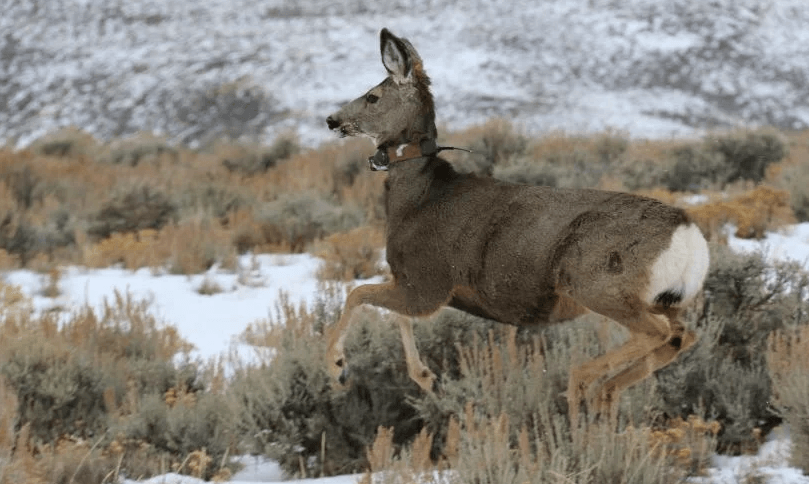 Collared Wildlife Vital for Management Research | RMEF Media | Rocky ...