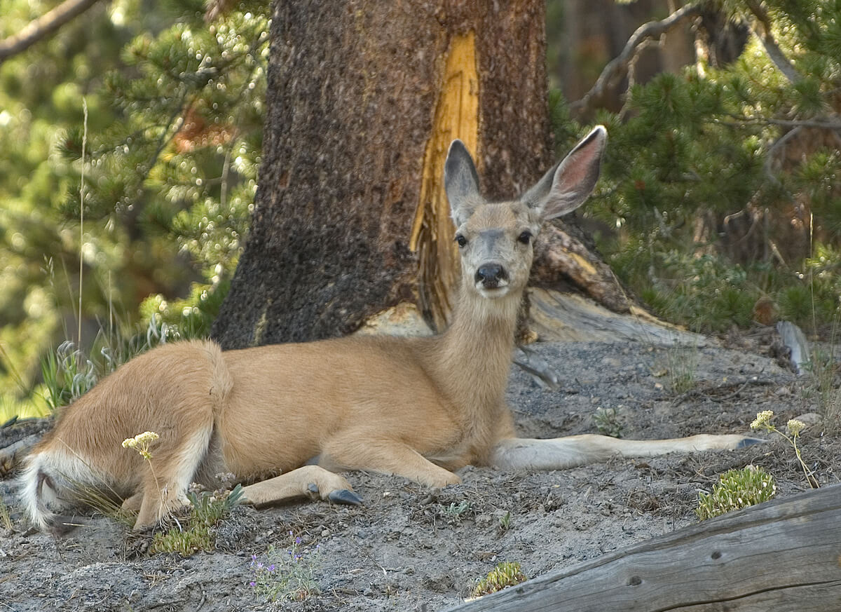 APHIS Awards $11 Million+ in 2025 to Combat Chronic Wasting Disease ...