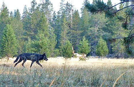 California Lethally Removes Four Problem Wolves | RMEF Media | Rocky ...