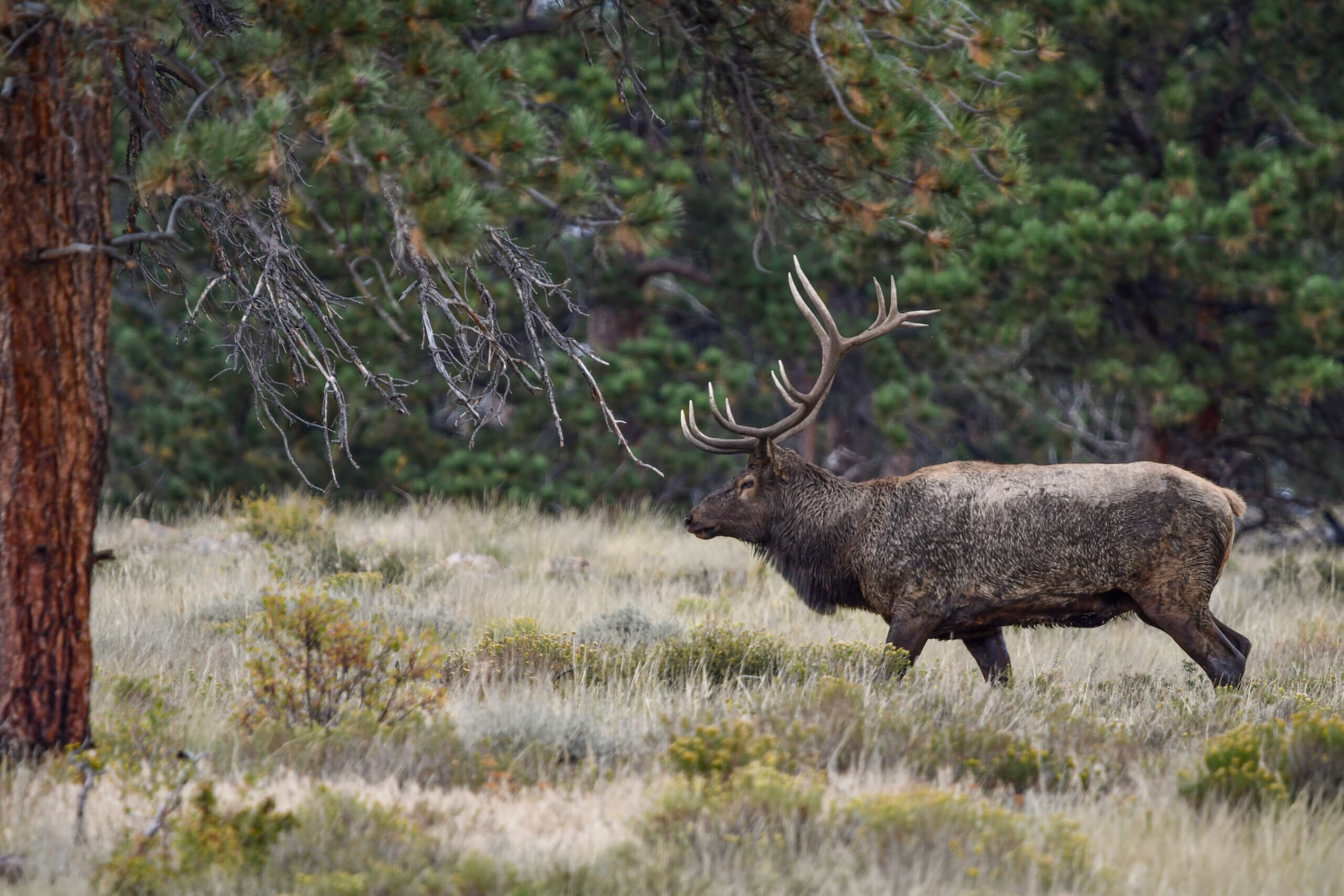 Four Bull Elk Poached in Colorado – Authorities Ask for Public’s Help ...