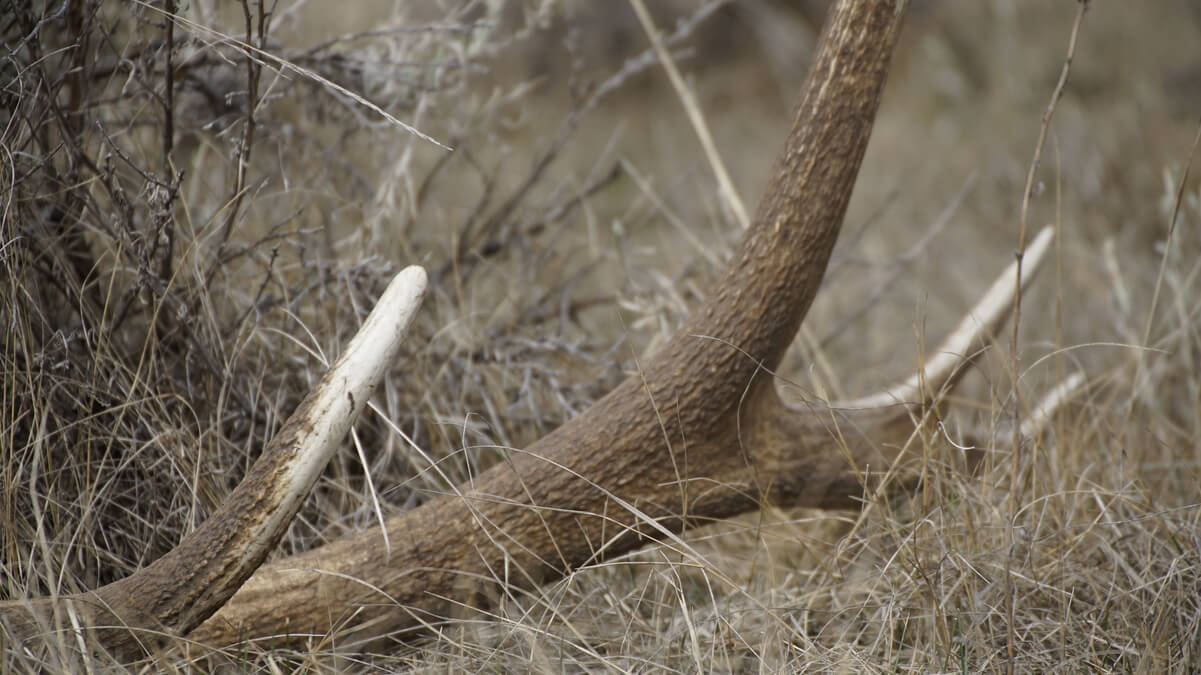 Help Authorities Solve Elk Poaching Cases Across Multiple States ...