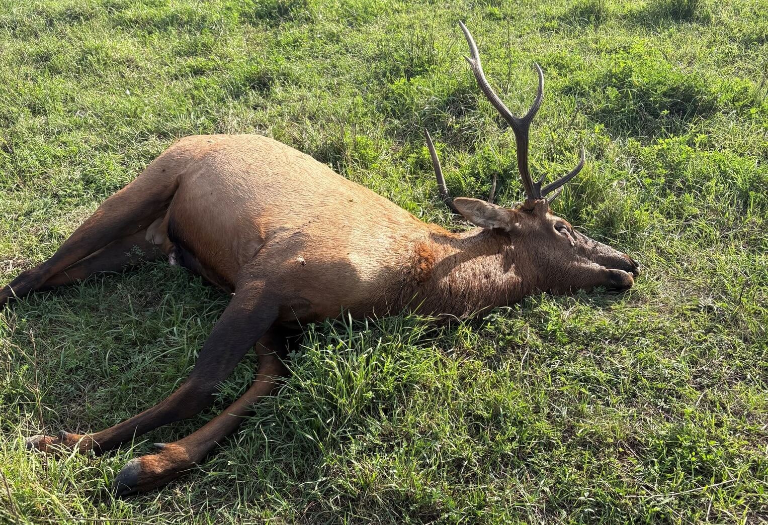 Help Sought to Solve Saskatchewan Elk Poaching Case | RMEF Media ...