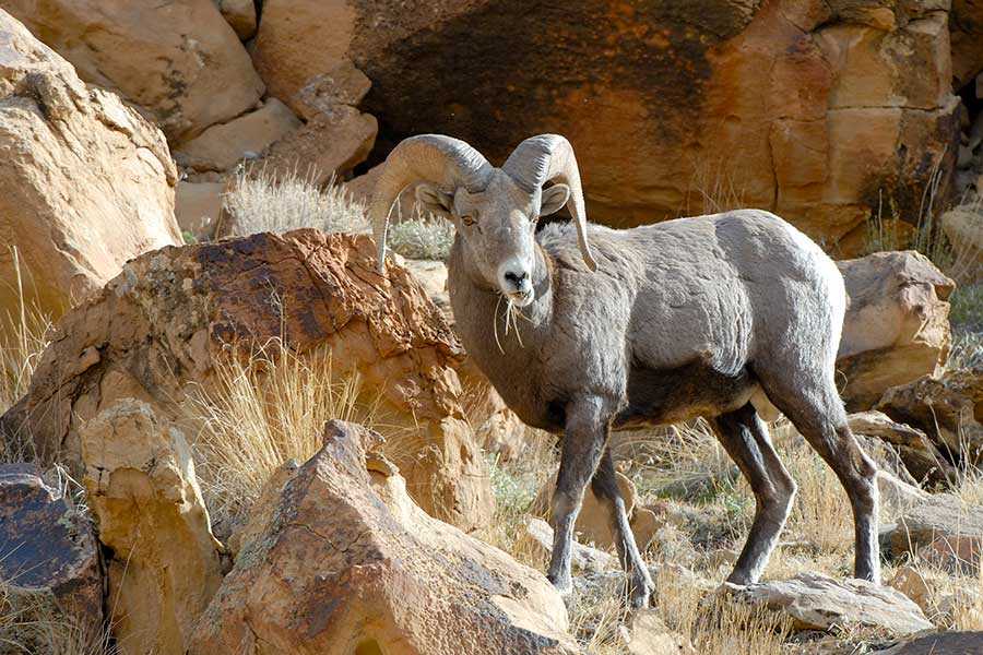 Utah Announces Opening of 2026 Prize Hunting Permit Application Period ...