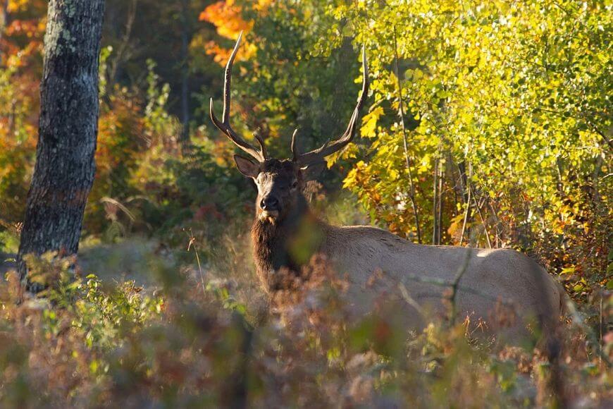 Wisconsin 2025 Elk Hunt Underway, Process Announced for 2026 Season ...
