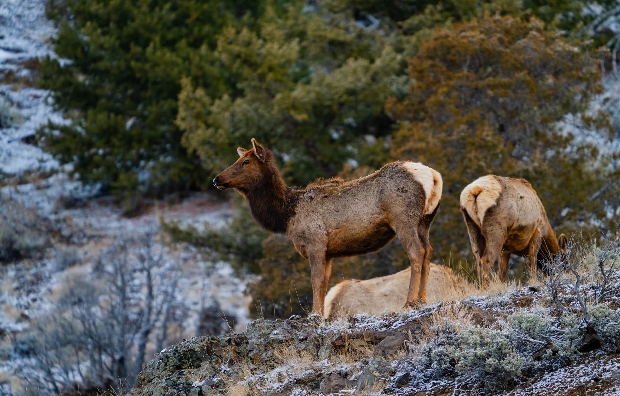 Eight-Year Investigation Leads to Wildlife Crime Convictions in Wyoming ...