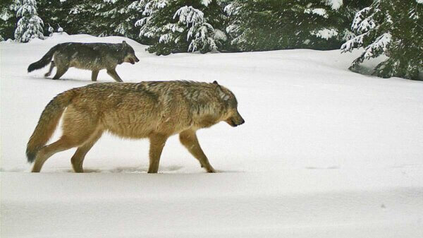 Feds: National Wolf Recovery Plan Is Unnecessary | RMEF Media | Rocky ...