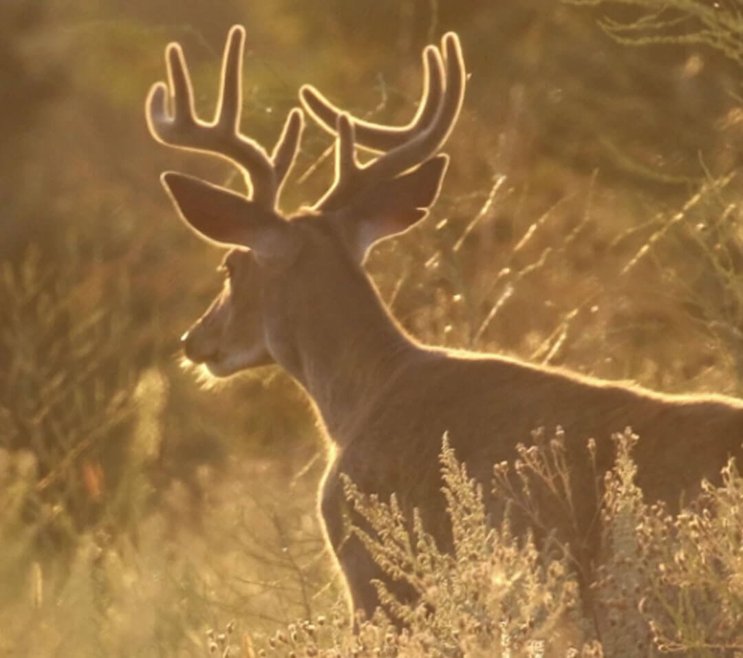 Washington to Launch New Digital Hunting, Fishing Licensing App | RMEF ...