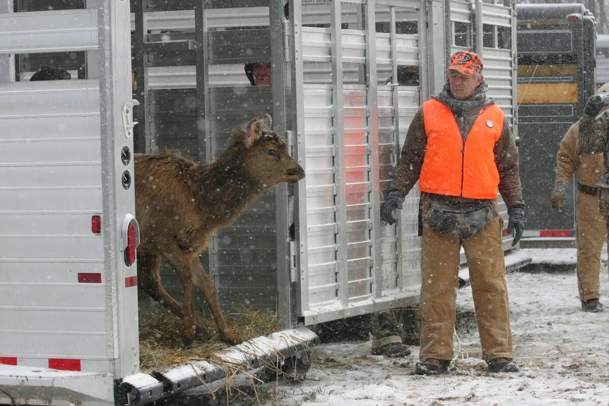 Twenty-Five Years of Elk in Tennessee | RMEF Media | Rocky Mountain Elk ...