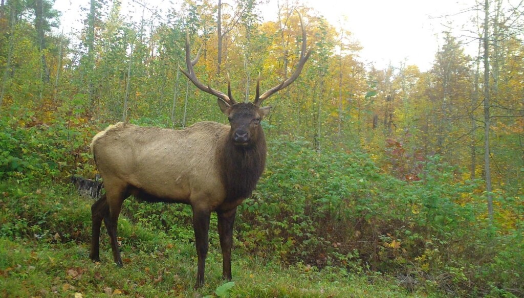 Wisconsin Wraps Up Eighth Managed Elk Hunt | RMEF Media | Rocky ...