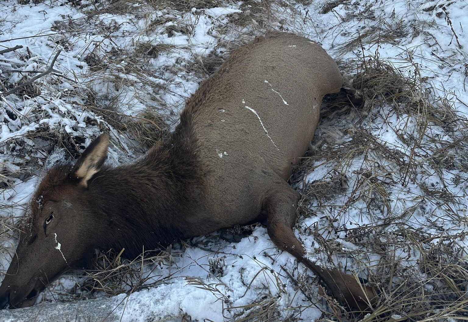 Cow Elk Poached in Saskatchewan | RMEF Media | Rocky Mountain Elk ...