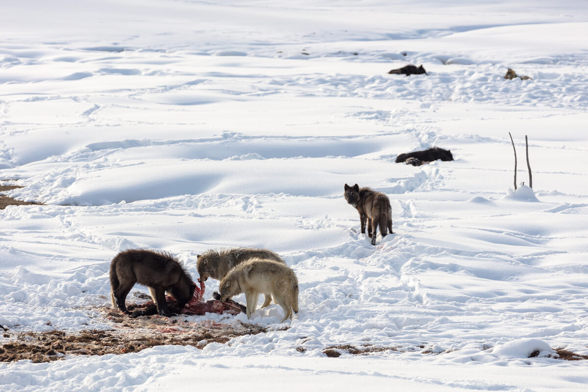 House Passes Wolf Delisting Bill | RMEF Media | Rocky Mountain Elk ...