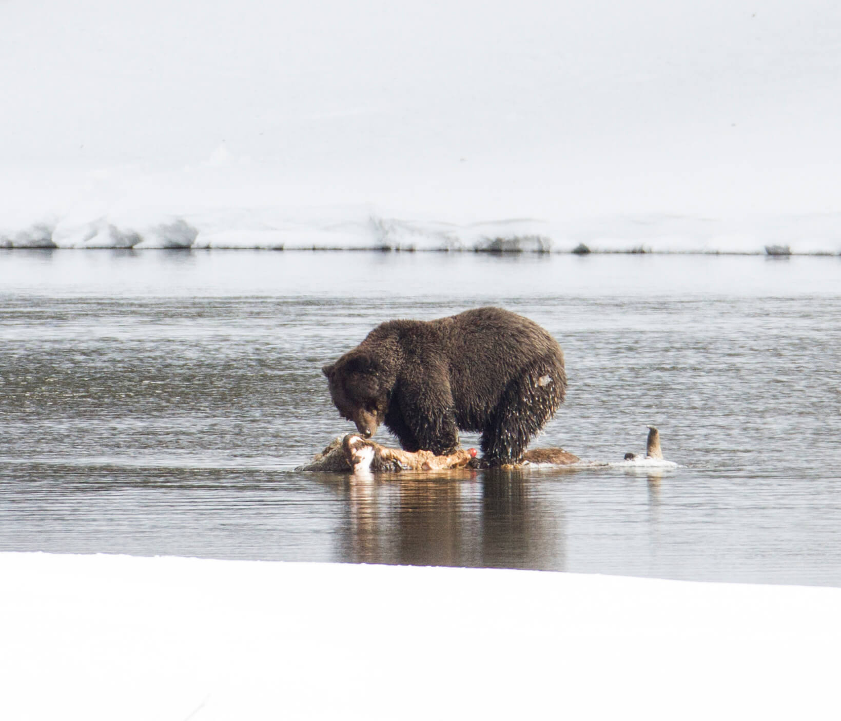 RMEF to USFWS: Rescind Endangered/Threatened Species Rule | RMEF Media ...