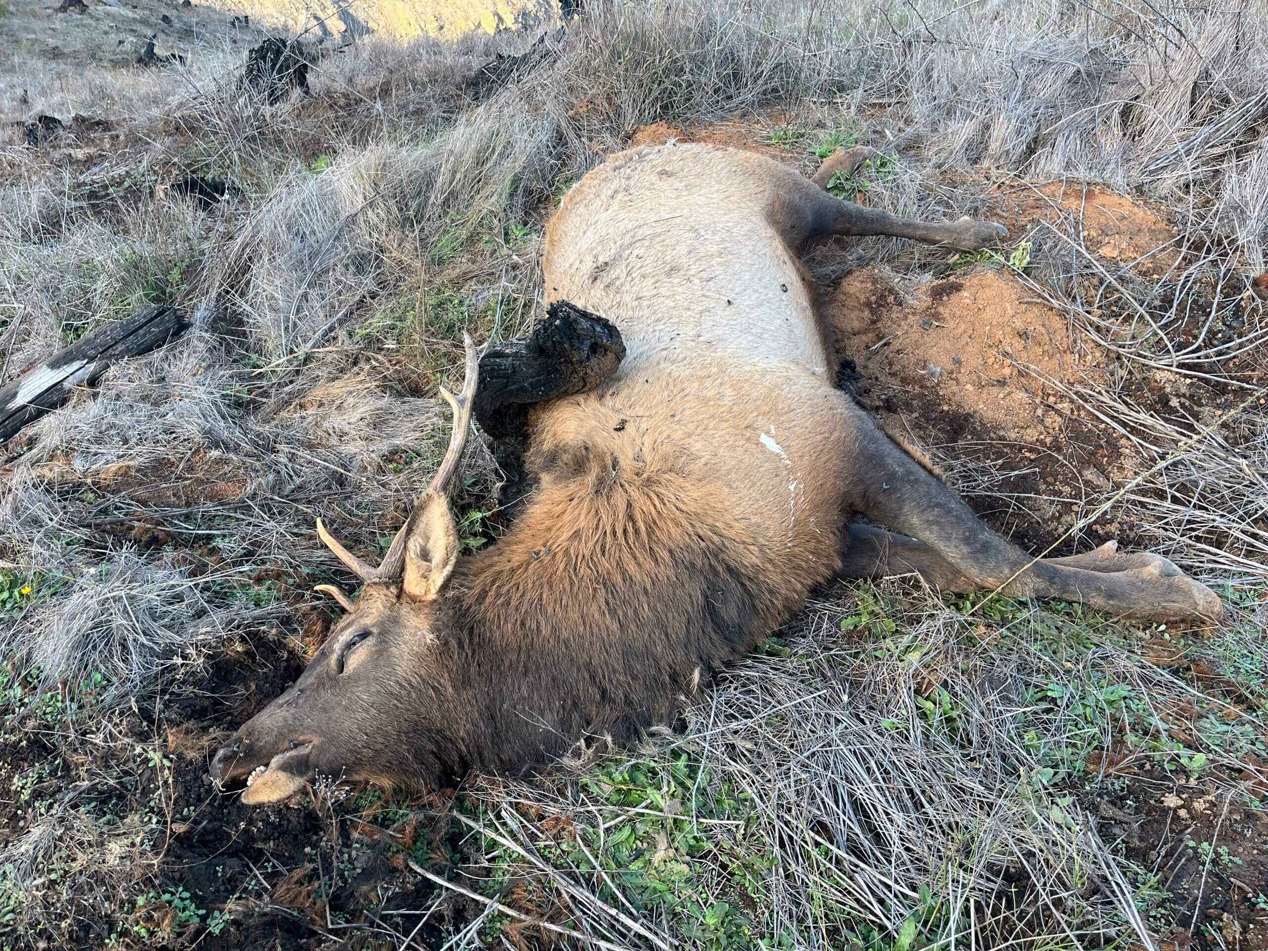 Officers Seek Help in Western Oregon Elk Poaching Case | RMEF Media ...