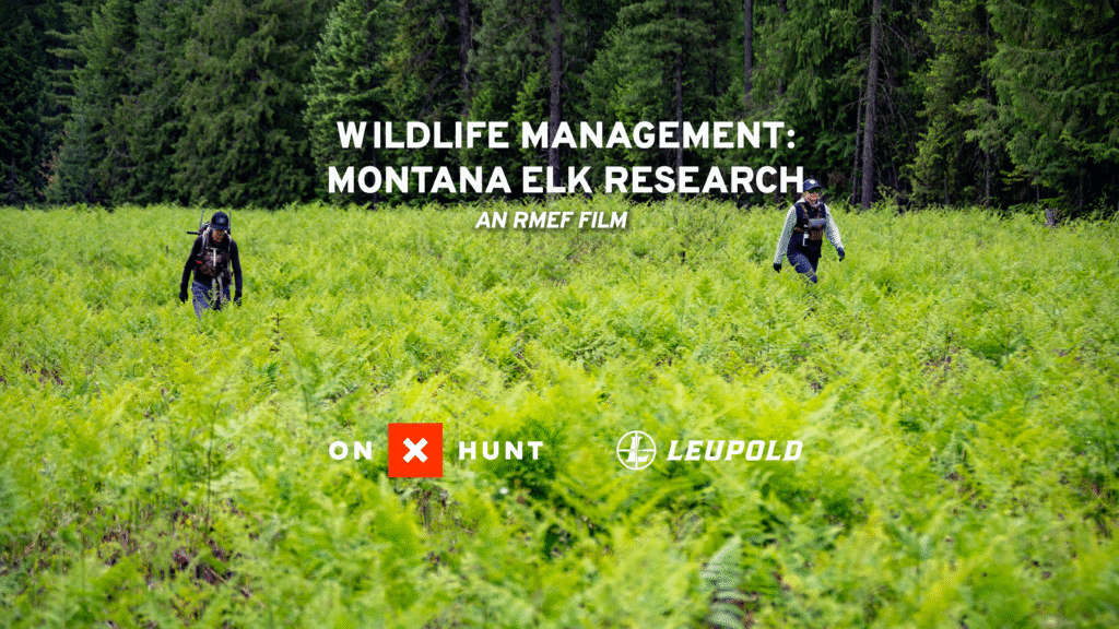Wildlife Management: Montana Elk Research--an RMEF Film | RMEF Media ...
