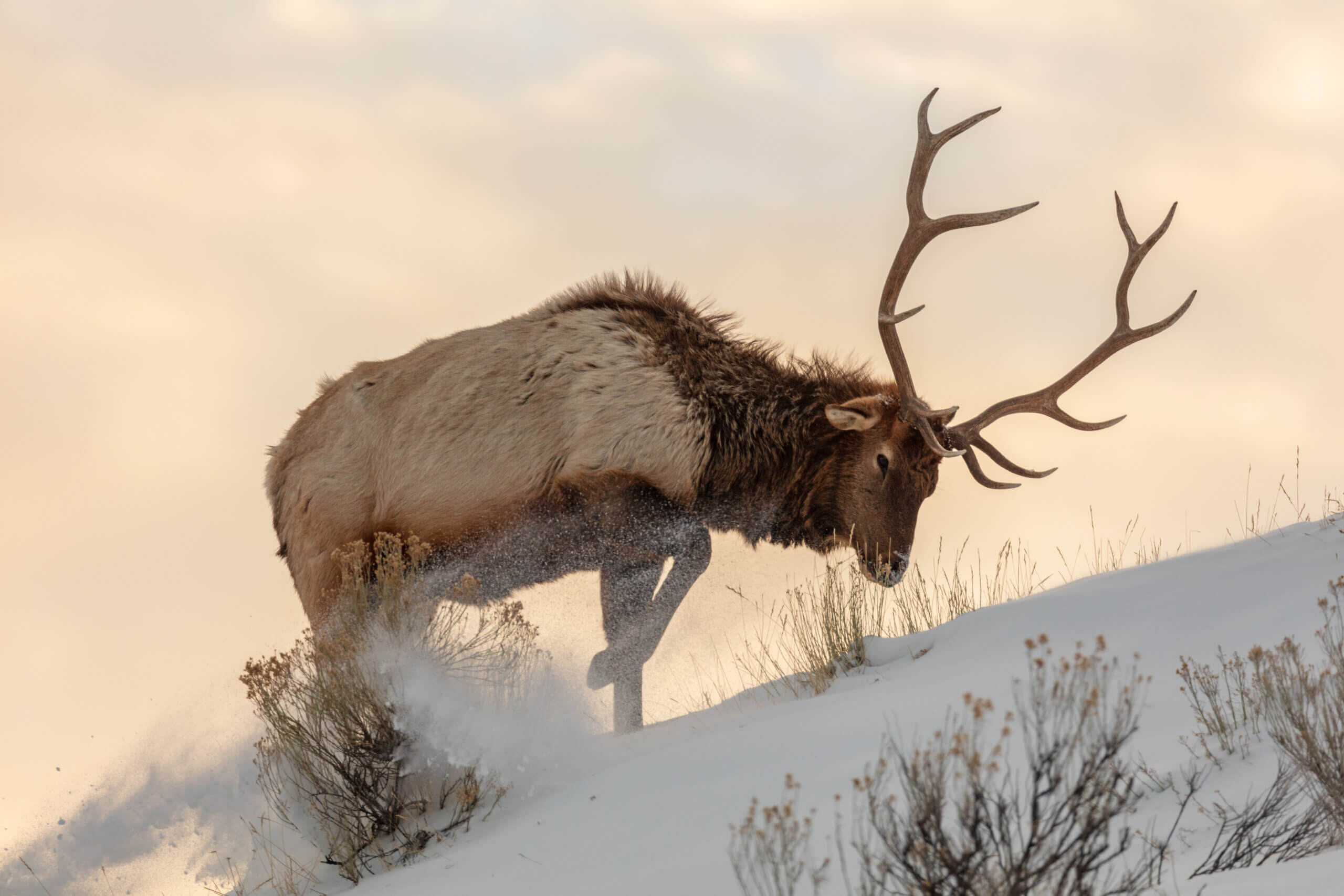 Montana FWP Searching for Leads in Poaching Case near Custer | RMEF ...